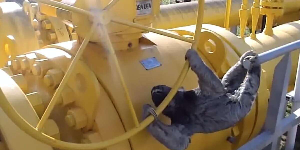 Sloth Using His Hands To Turn A Wheel Is Mesmerizing - The Dodo