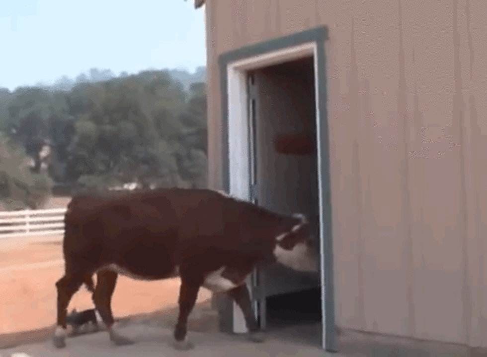 5 Animals Who Aren't Dogs But Clearly Think They Are - The Dodo