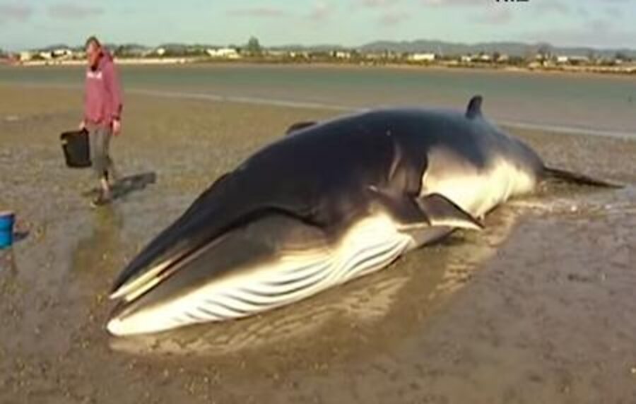 Whale Washes Up On Beach, And People Do The Exact Right Thing - The Dodo