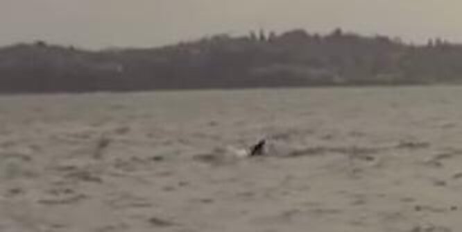 Whale Washes Up On Beach, And People Do The Exact Right Thing - The Dodo