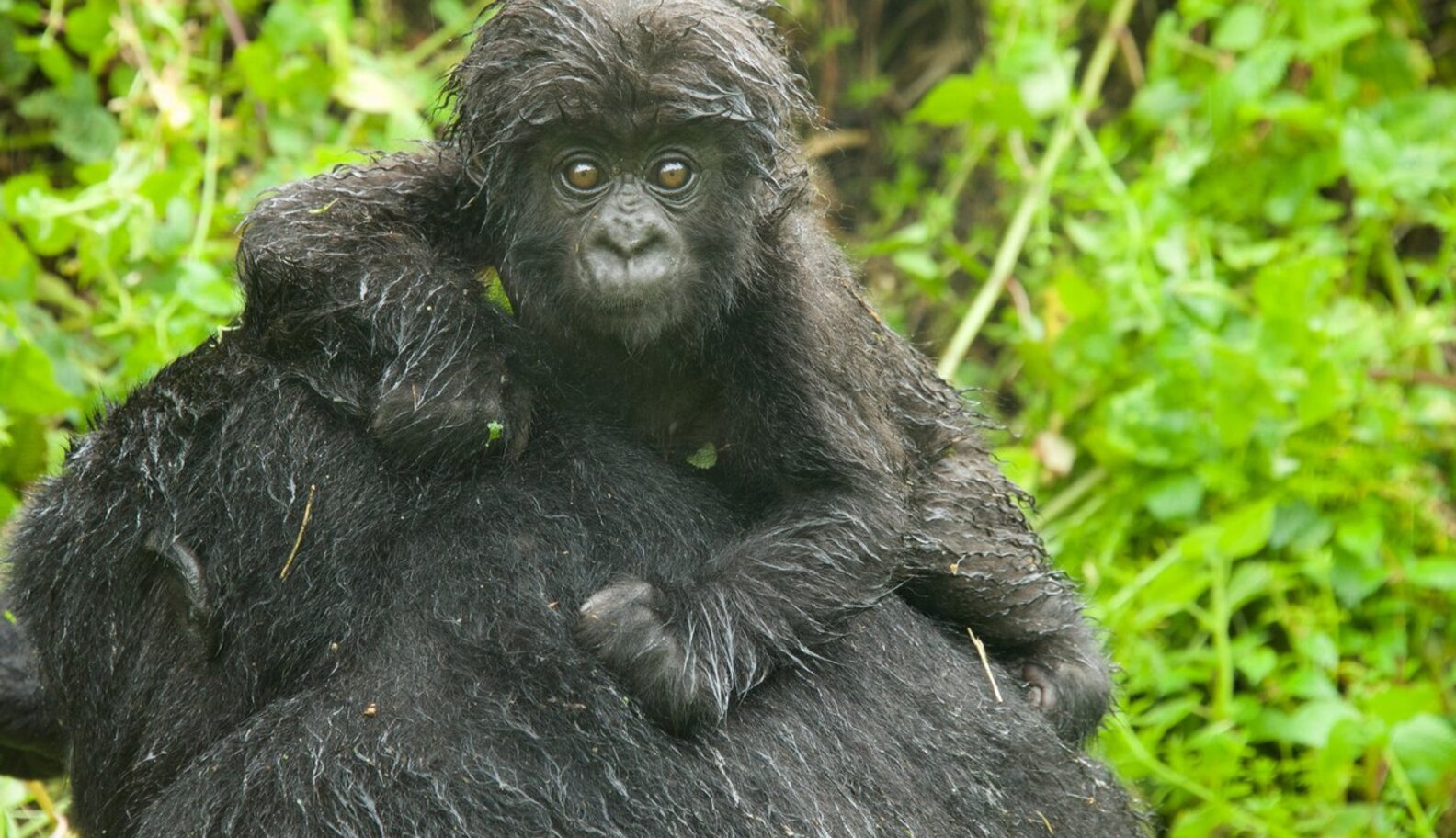 24 Of The Cutest Baby Gorillas You’ve Ever Seen - The Dodo