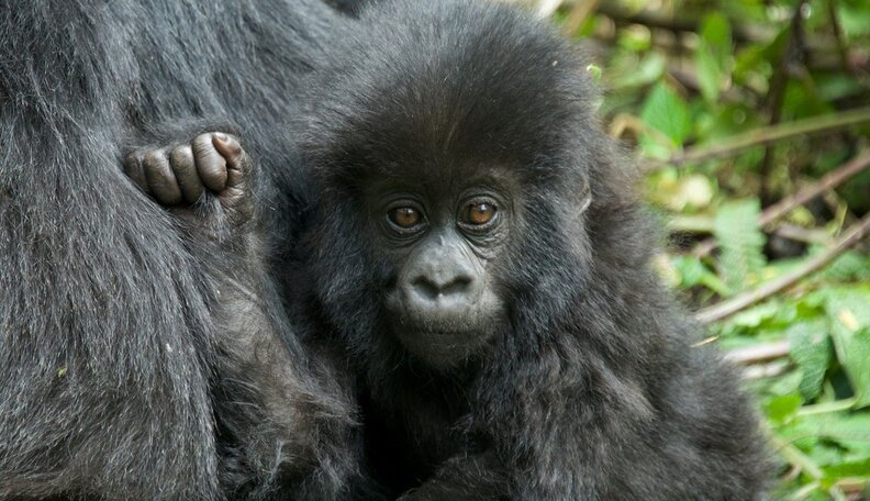 24 Of The Cutest Baby Gorillas You’ve Ever Seen - The Dodo
