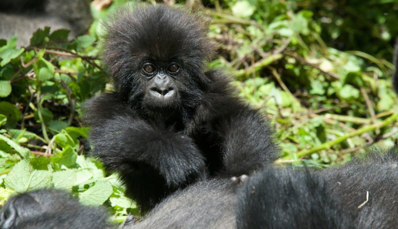 24 Of The Cutest Baby Gorillas You’ve Ever Seen - The Dodo