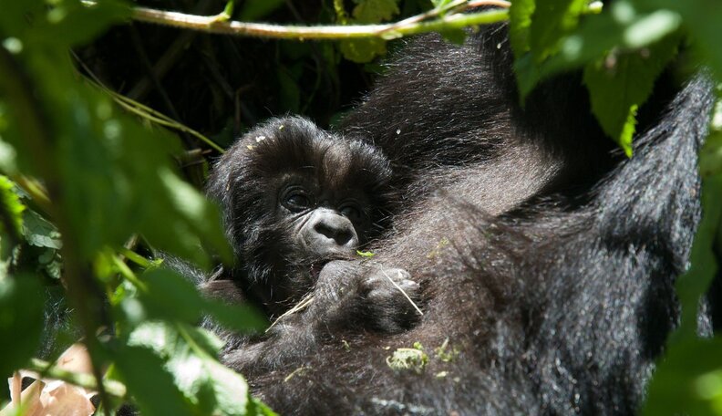 24 Of The Cutest Baby Gorillas You’ve Ever Seen - The Dodo