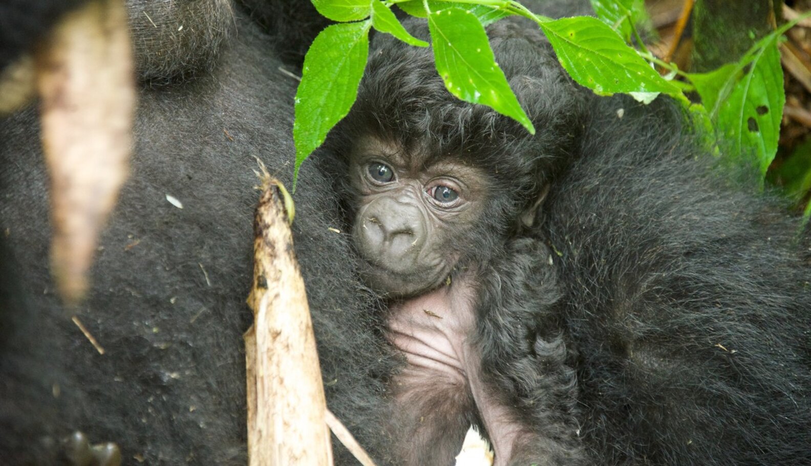 24 Of The Cutest Baby Gorillas You’ve Ever Seen - The Dodo