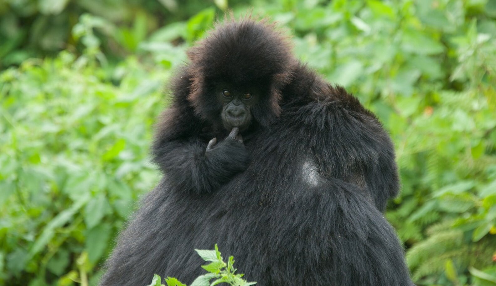 24 Of The Cutest Baby Gorillas You’ve Ever Seen - The Dodo