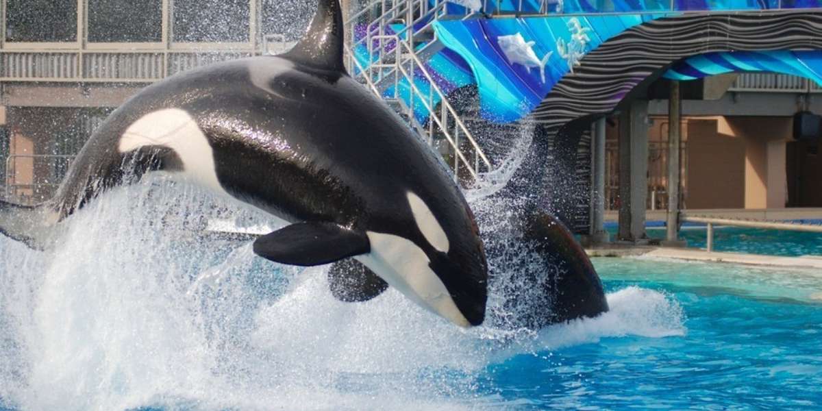 “Blackfish” Director Fires Back At SeaWorld - The Dodo