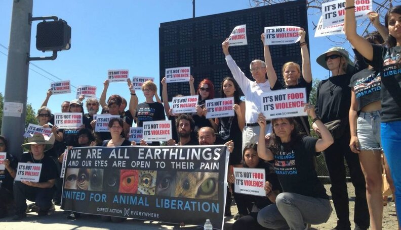 Why Do Vegans Become Activists? - The Dodo