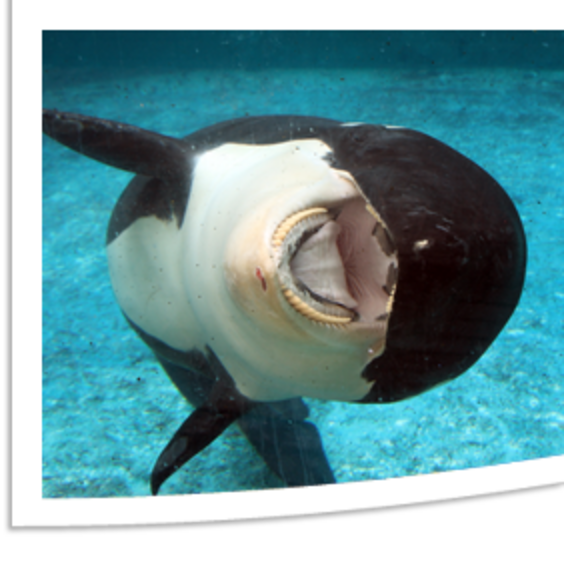 Look into the face of this orca: must he die in captivity? http://t.co ...