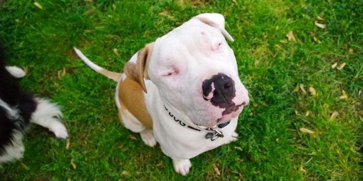Blind Pit Bull Wound Up Comforting The Girl Who Rescued Him - The Dodo