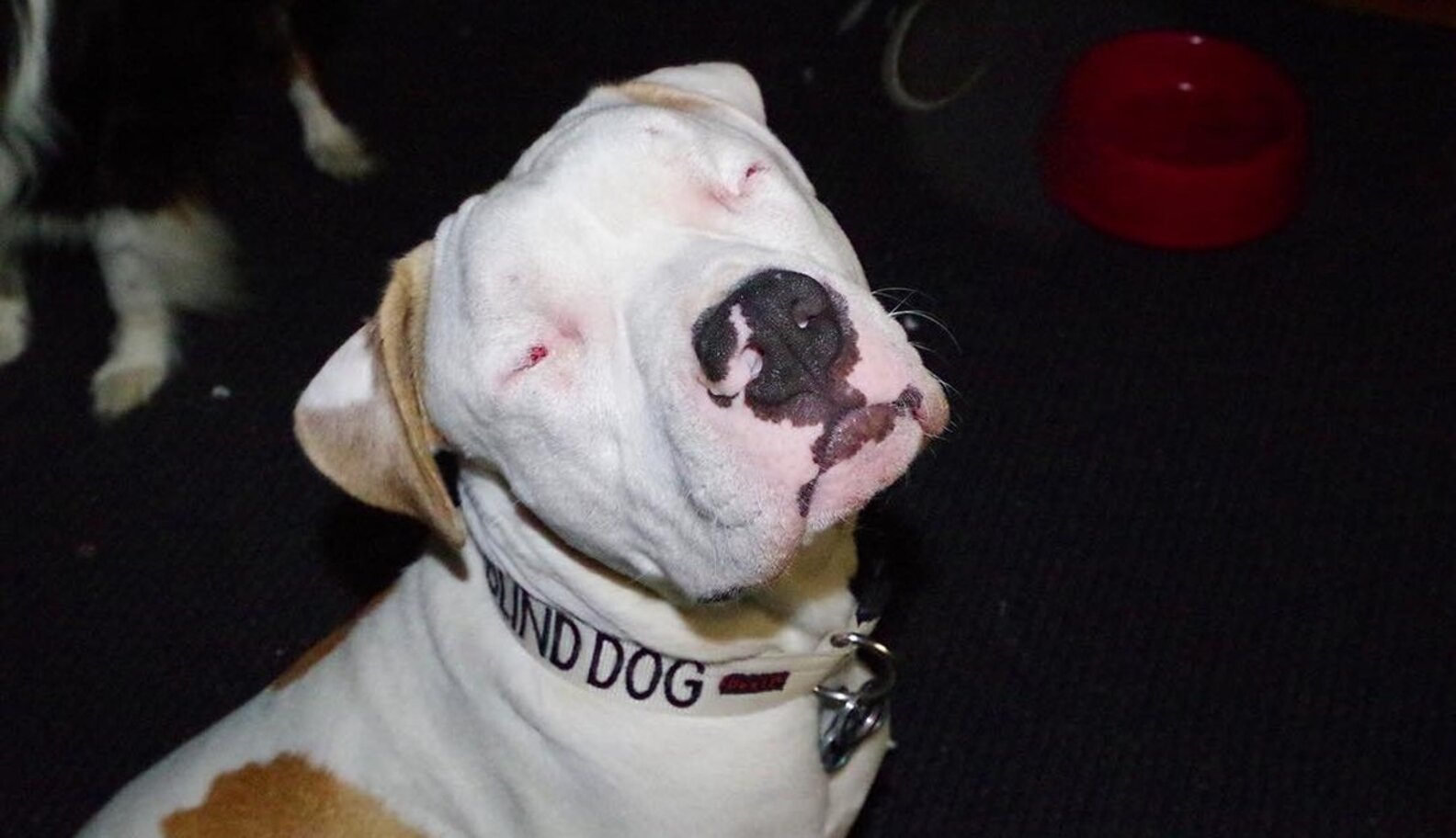 Blind Pit Bull Wound Up Comforting The Girl Who Rescued Him - The Dodo