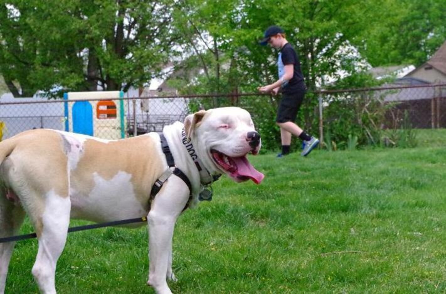 Blind Pit Bull Wound Up Comforting The Girl Who Rescued Him - The Dodo