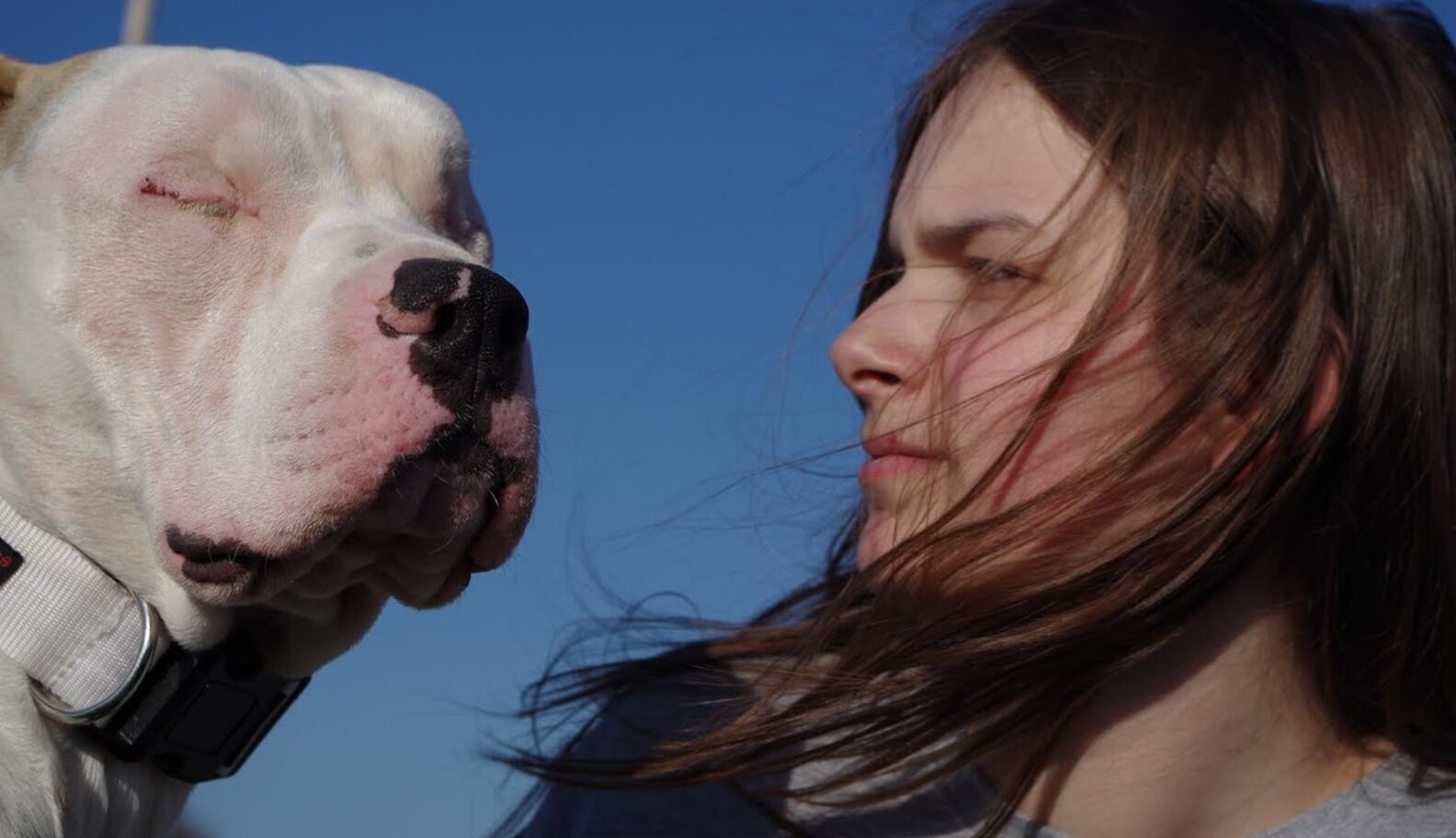 Blind Pit Bull Wound Up Comforting The Girl Who Rescued Him - The Dodo