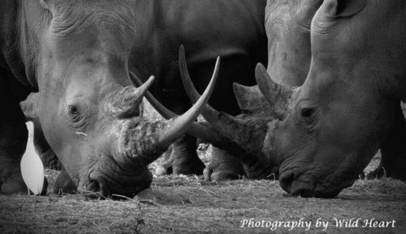 For The Love Of Rhino: Phila - The Dodo