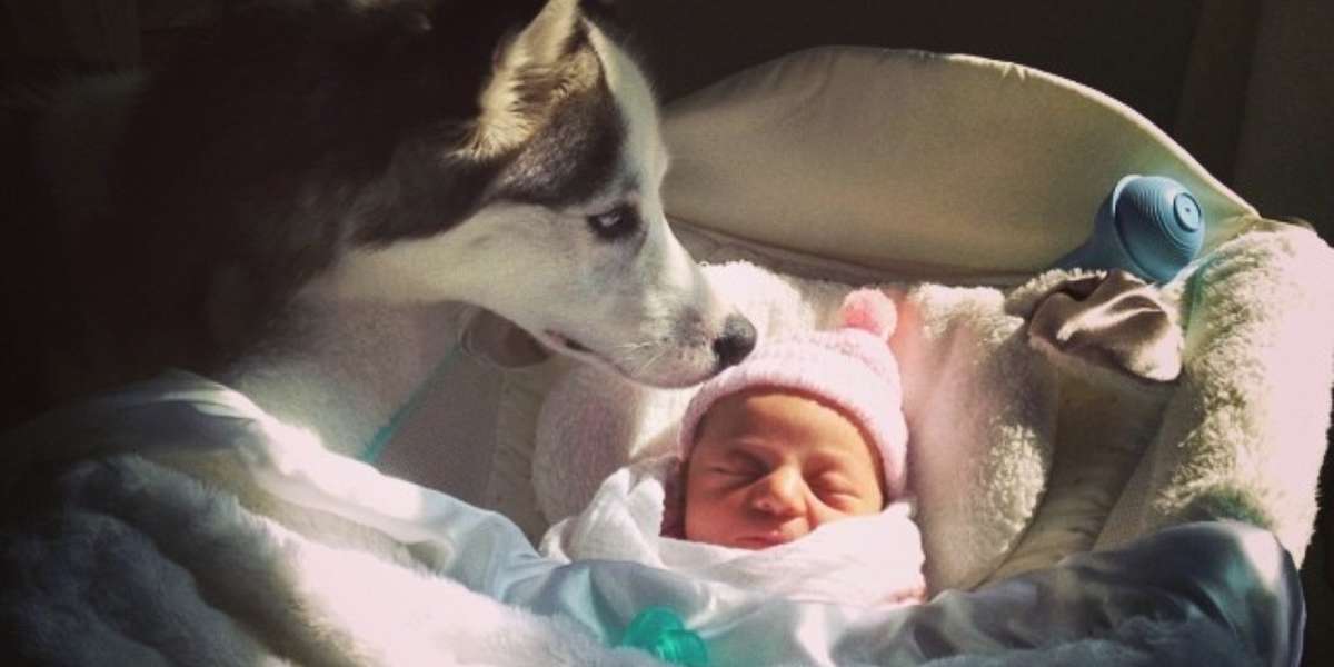 Husky And New Baby Have Adorable Meet-And-Greet - The Dodo
