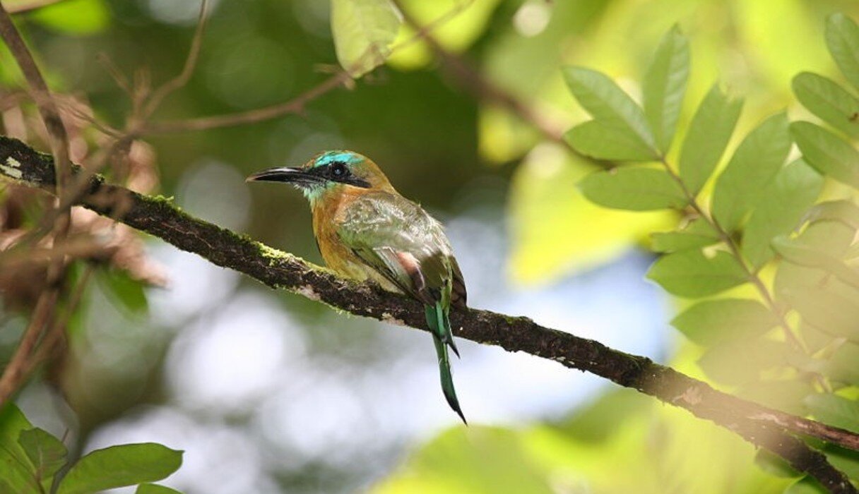 Meet The Animals That Guatemala Will Save With Its New 47,000-Acre ...