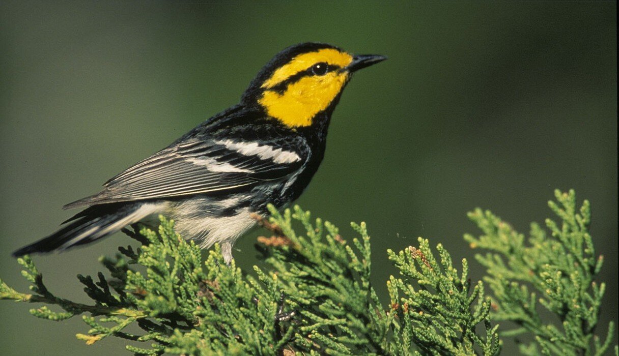 Meet The Animals That Guatemala Will Save With Its New 47,000-Acre ...