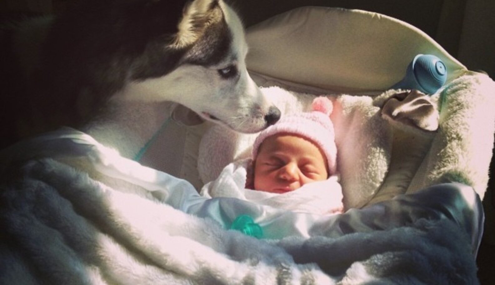 Husky And New Baby Have Adorable Meet-And-Greet - The Dodo