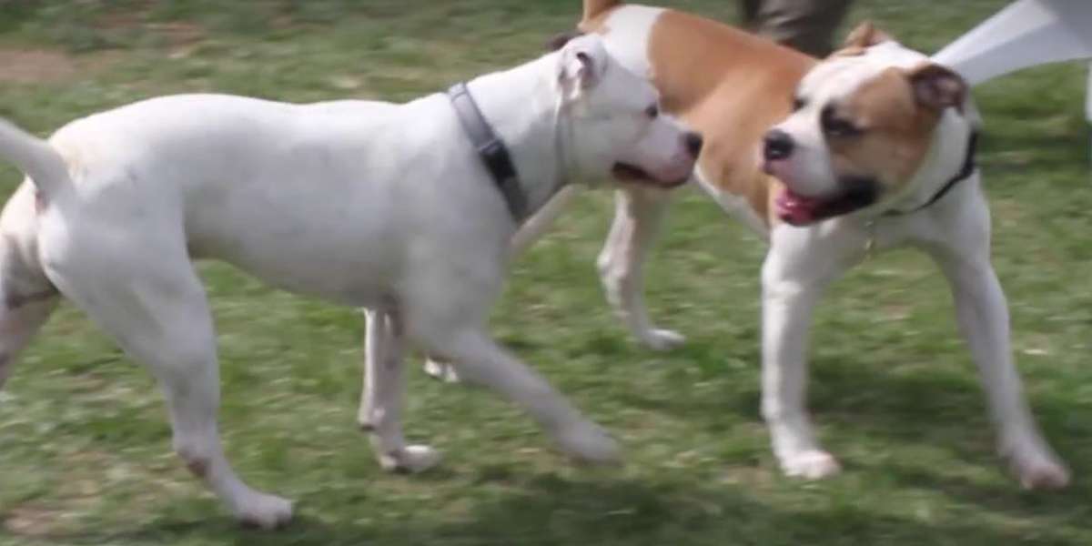 They Said He Was Too 'Dangerous' To Ever Play With Other Dogs - The Dodo