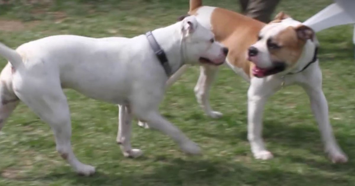 They Said He Was Too 'Dangerous' To Ever Play With Other Dogs - The Dodo