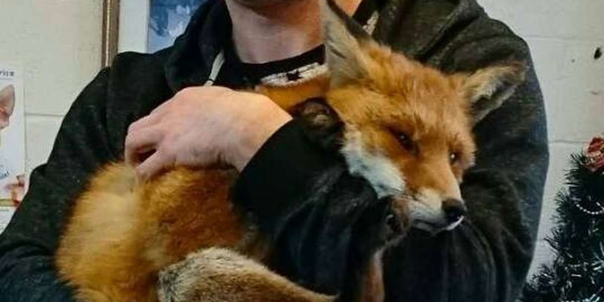 Fox Shot In The Leg Loves To Cuddle His Rescuer - The Dodo