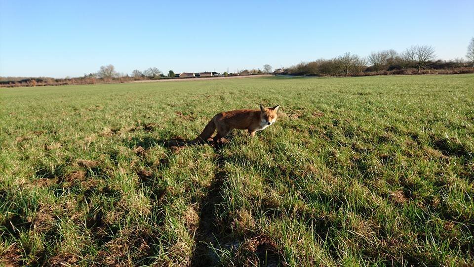 Fox Shot In The Leg Loves To Cuddle His Rescuer - The Dodo
