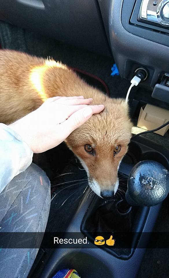 Fox Shot In The Leg Loves To Cuddle His Rescuer - The Dodo