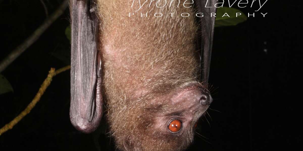 New Georgia monkey-faced bat found in the Solomon Islands - The Dodo
