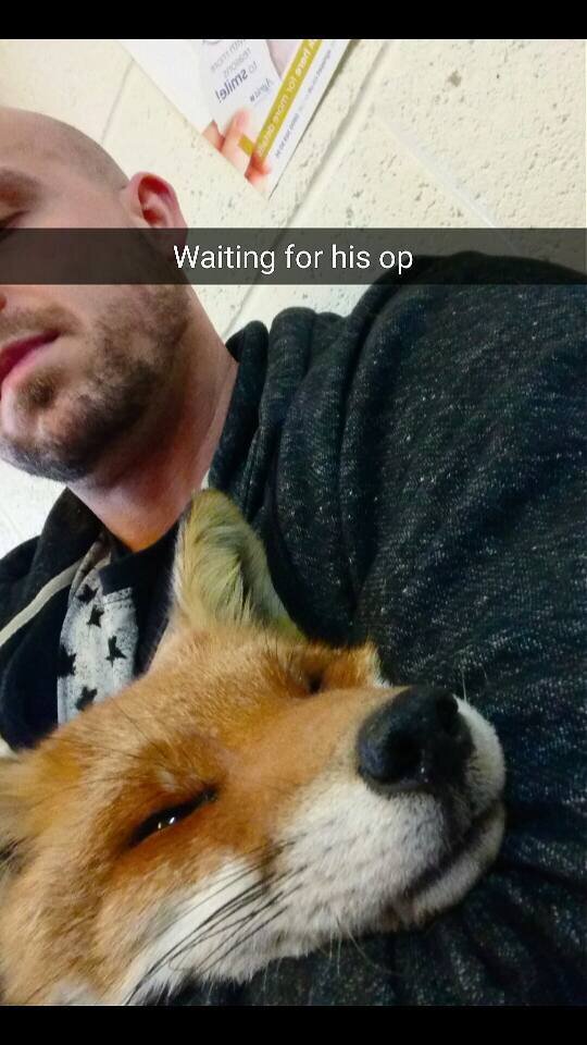 Fox Shot In The Leg Loves To Cuddle His Rescuer - The Dodo