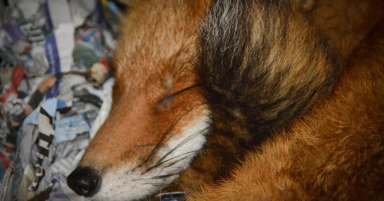 Fox Shot In The Leg Loves To Cuddle His Rescuer - The Dodo