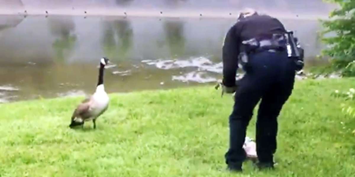 Goose Finds Cop And Leads Him To Her Trapped Baby - The Dodo