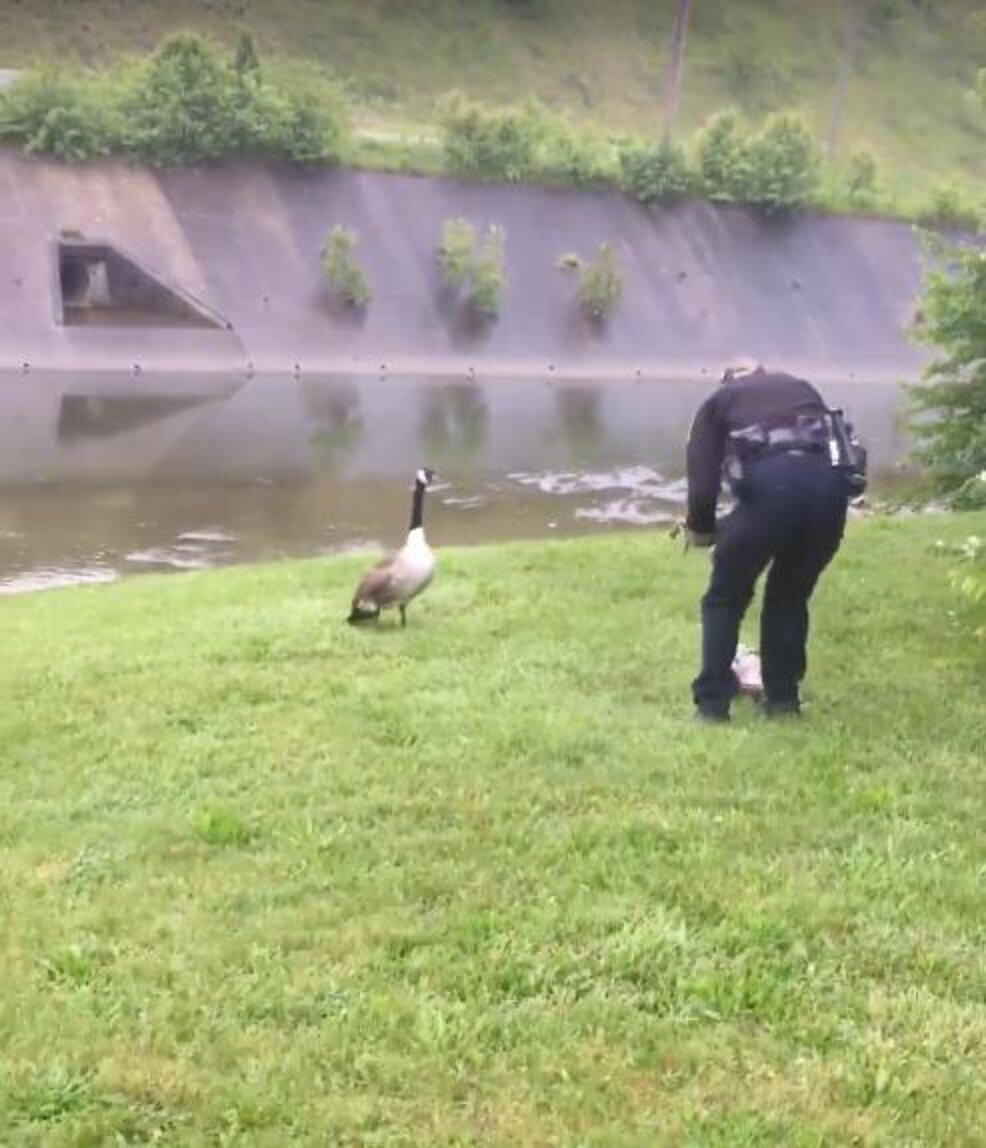 Goose Finds Cop And Leads Him To Her Trapped Baby - The Dodo