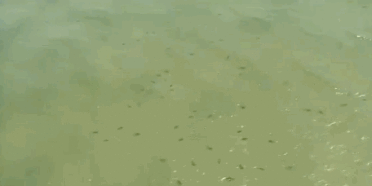 Massive Swarm Of Sharks Filmed Feeding Off Florida Coast - The Dodo