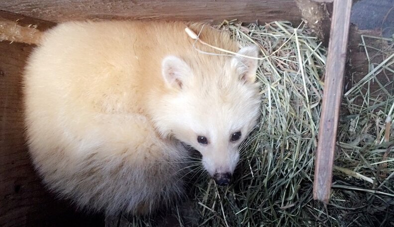 'White Fox' Isn't Really A Fox At All - The Dodo