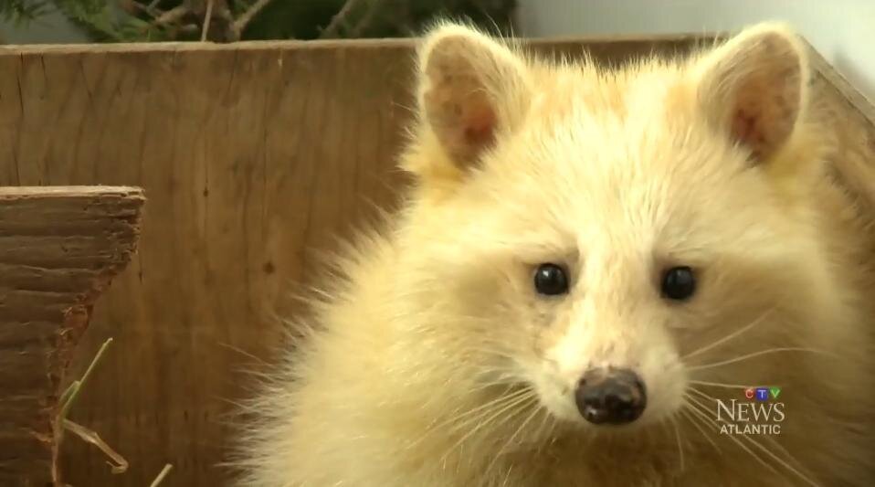 'White Fox' Isn't Really A Fox At All - The Dodo