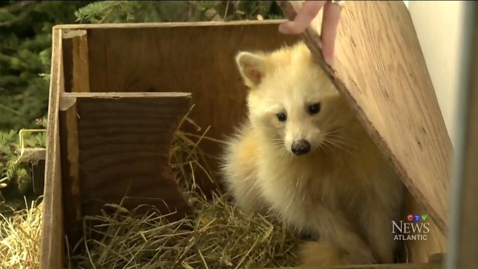 'White Fox' Isn't Really A Fox At All - The Dodo