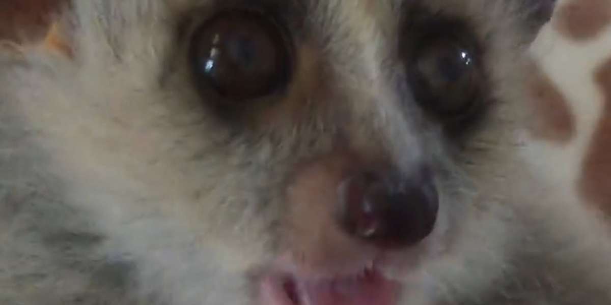 Orphaned Bushbaby Eats A Banana - The Dodo