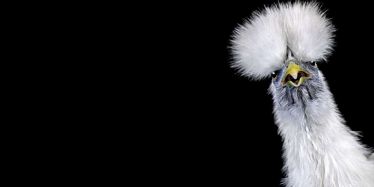 Story Behind The Shot: Malaysia's Magnificent Chickens - The Dodo