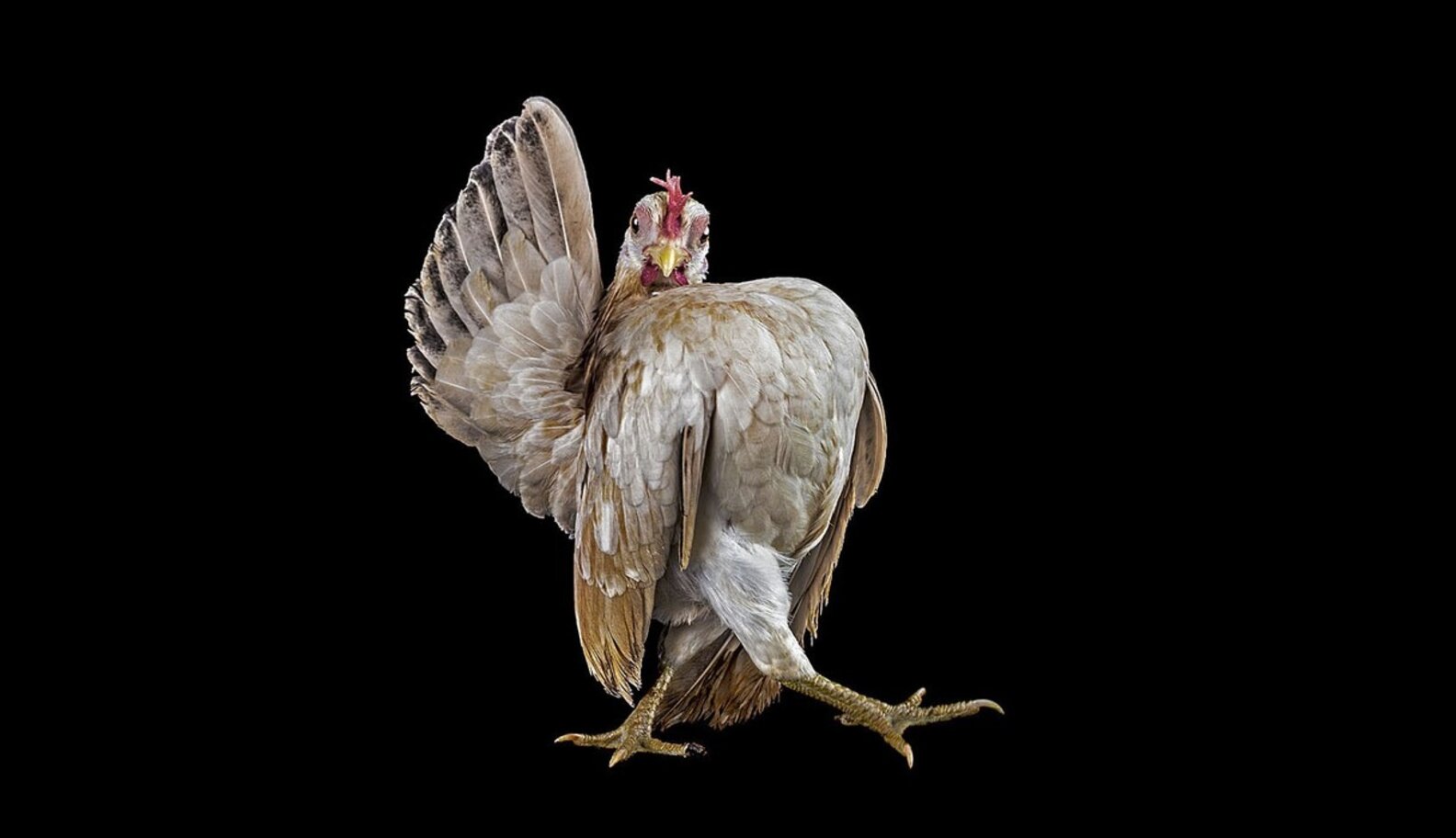 Story Behind The Shot: Malaysia's Magnificent Chickens - The Dodo