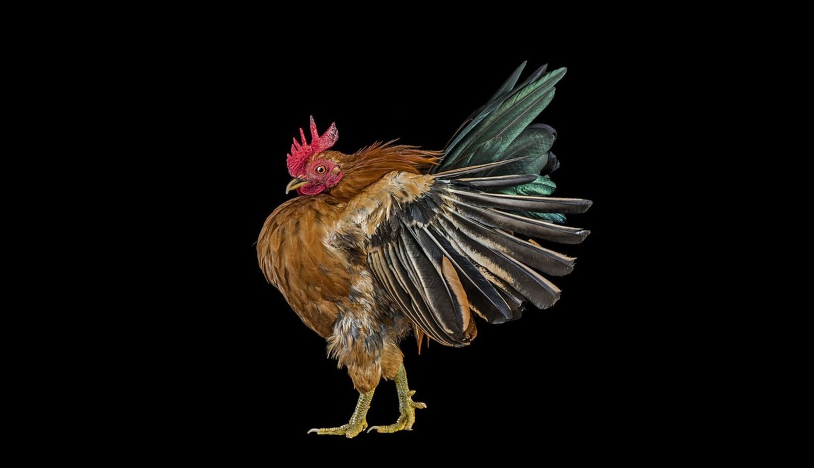Story Behind The Shot: Malaysia's Magnificent Chickens - The Dodo