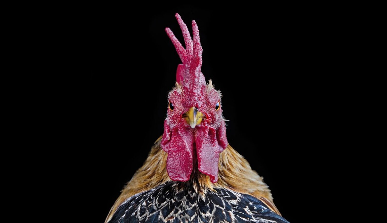 Story Behind The Shot: Malaysia's Magnificent Chickens - The Dodo