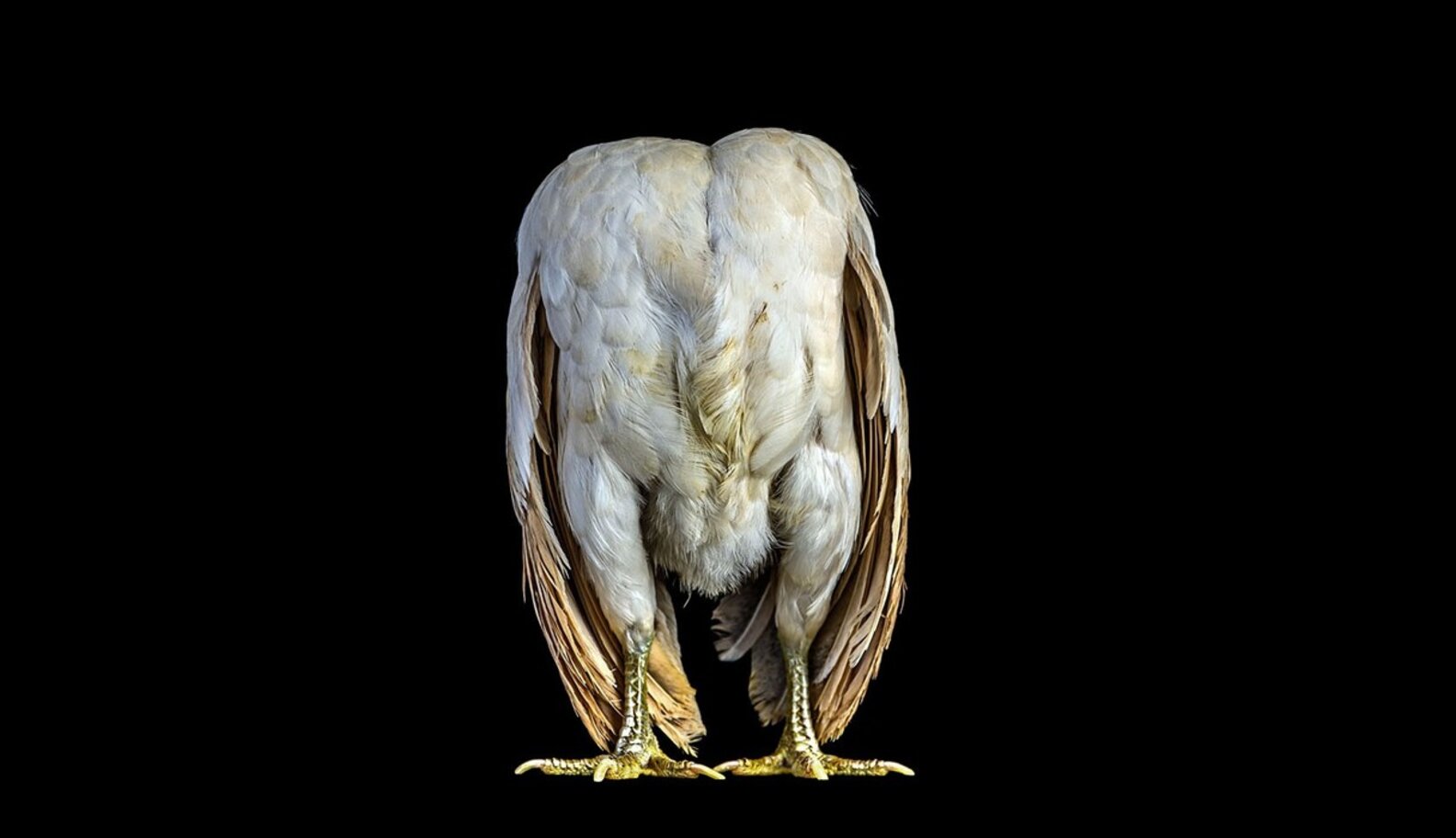 Story Behind The Shot: Malaysia's Magnificent Chickens - The Dodo