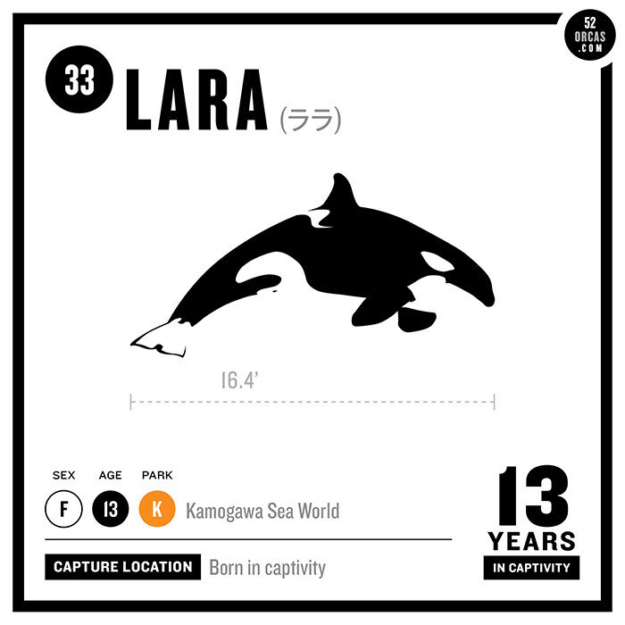 A Week For Every Whale #33. Lara - The Dodo
