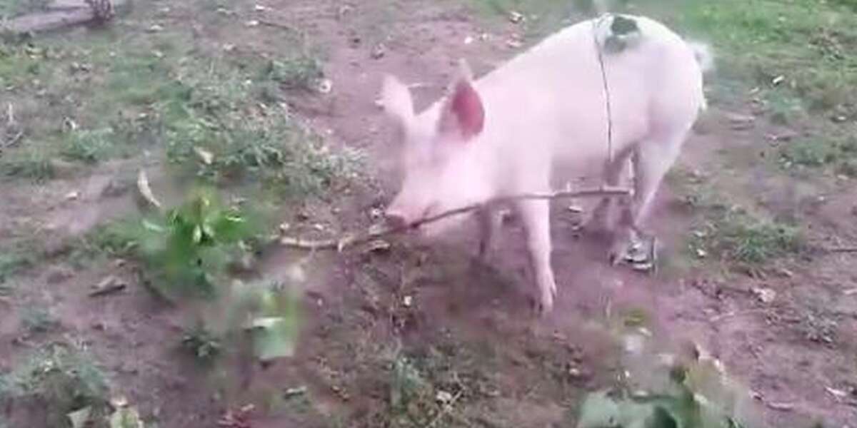 Thoughtful Pig Brings Her Goat Friends A Treat - The Dodo