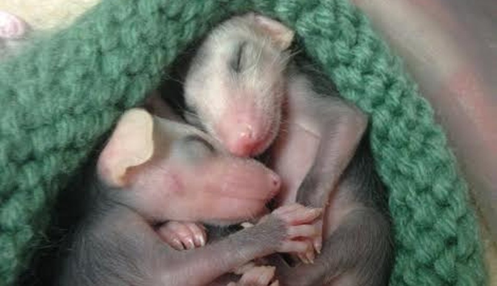 Snuggly Opossum Babies Comfort Each Other After Losing Their Mom - The Dodo