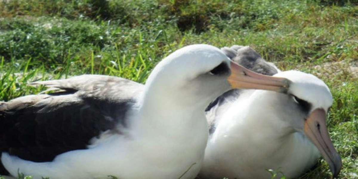Meet Wisdom, The 63-Year-Old Albatross Who Still Travels The World ...