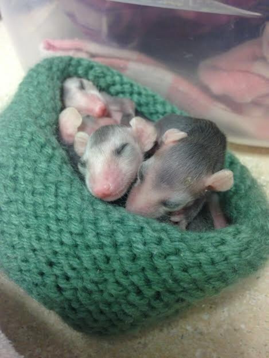 Snuggly Opossum Babies Comfort Each Other After Losing Their Mom - The Dodo