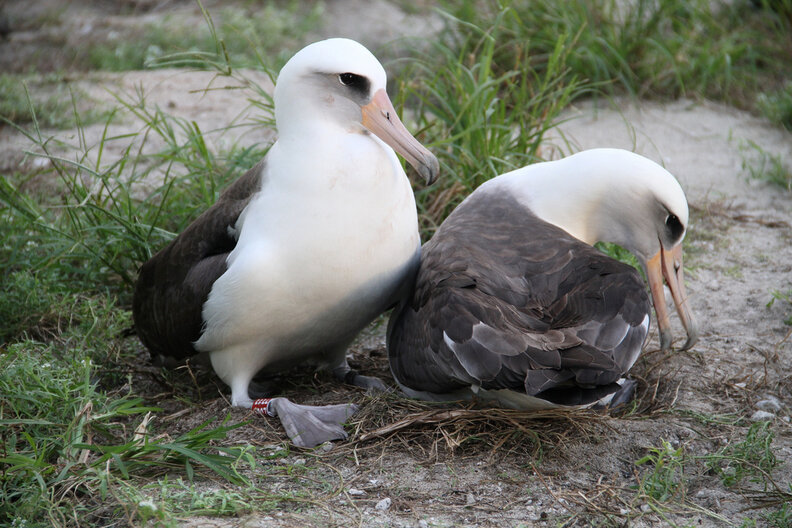 Meet Wisdom, The 63-Year-Old Albatross Who Still Travels The World ...