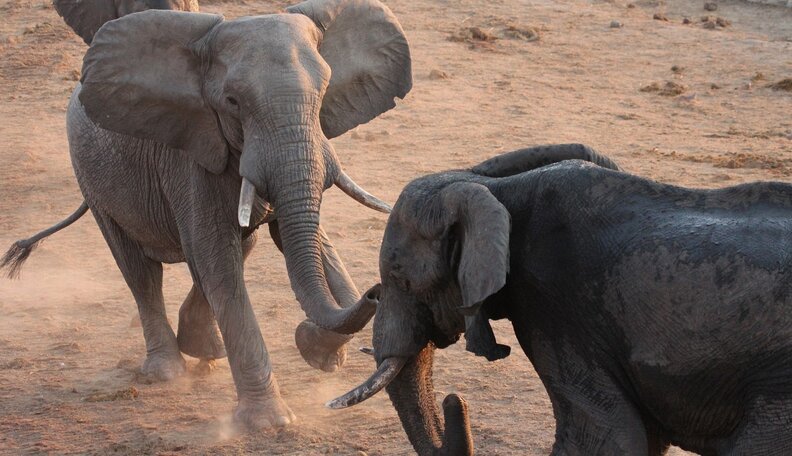 Crucial Hunting Ban Is Only First Step To Protecting Vulnerable ...