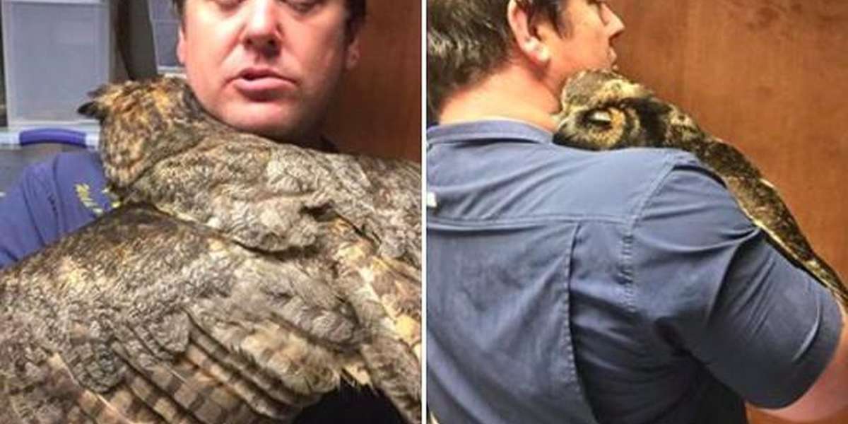 Owl Missed The Man Who Saved Her So Much She Couldn’t Stop Hugging Him ...